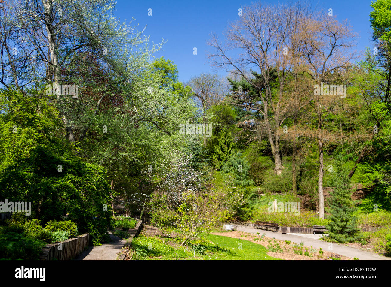 summer park, trees Stock Photo - Alamy
