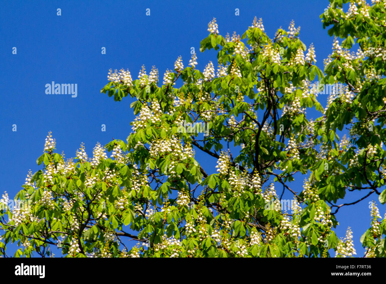 summer park, trees Stock Photo - Alamy