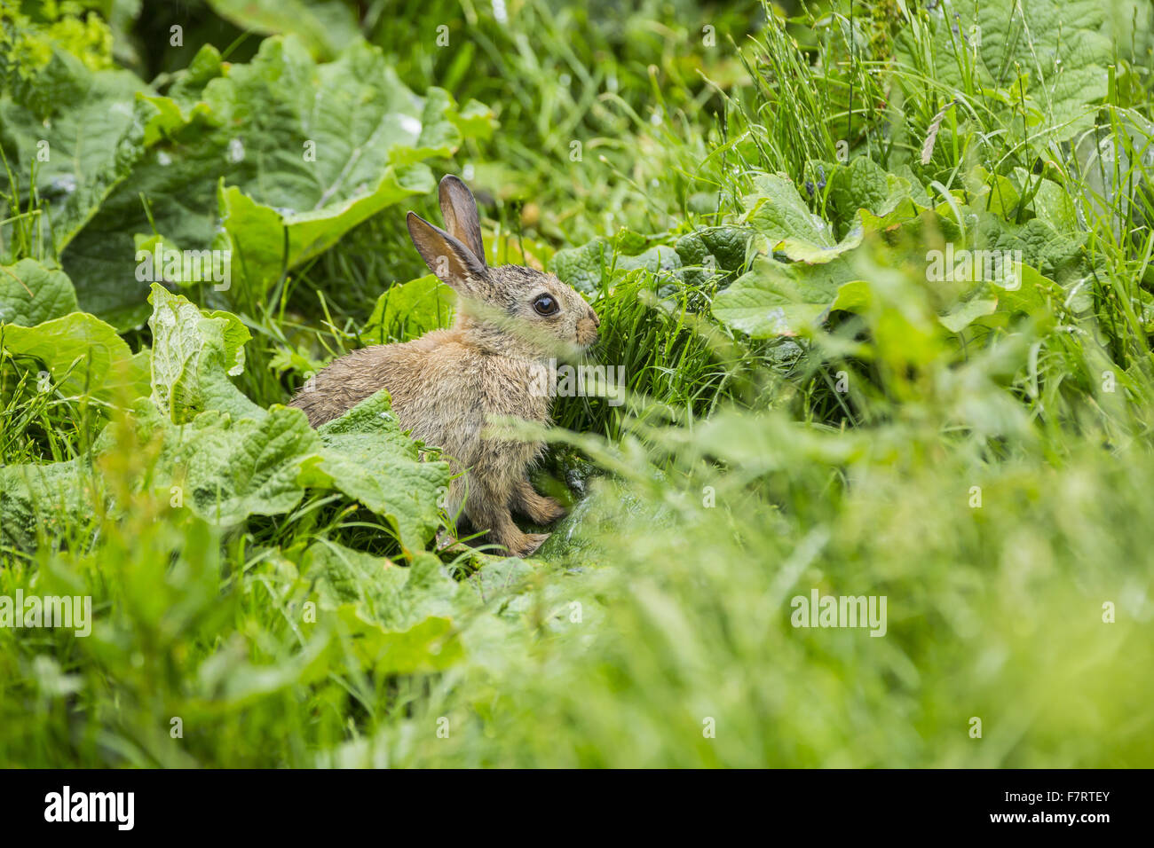 A rabbit on the Farne Islands, Northumberland. The Farne Islands has 23 ...
