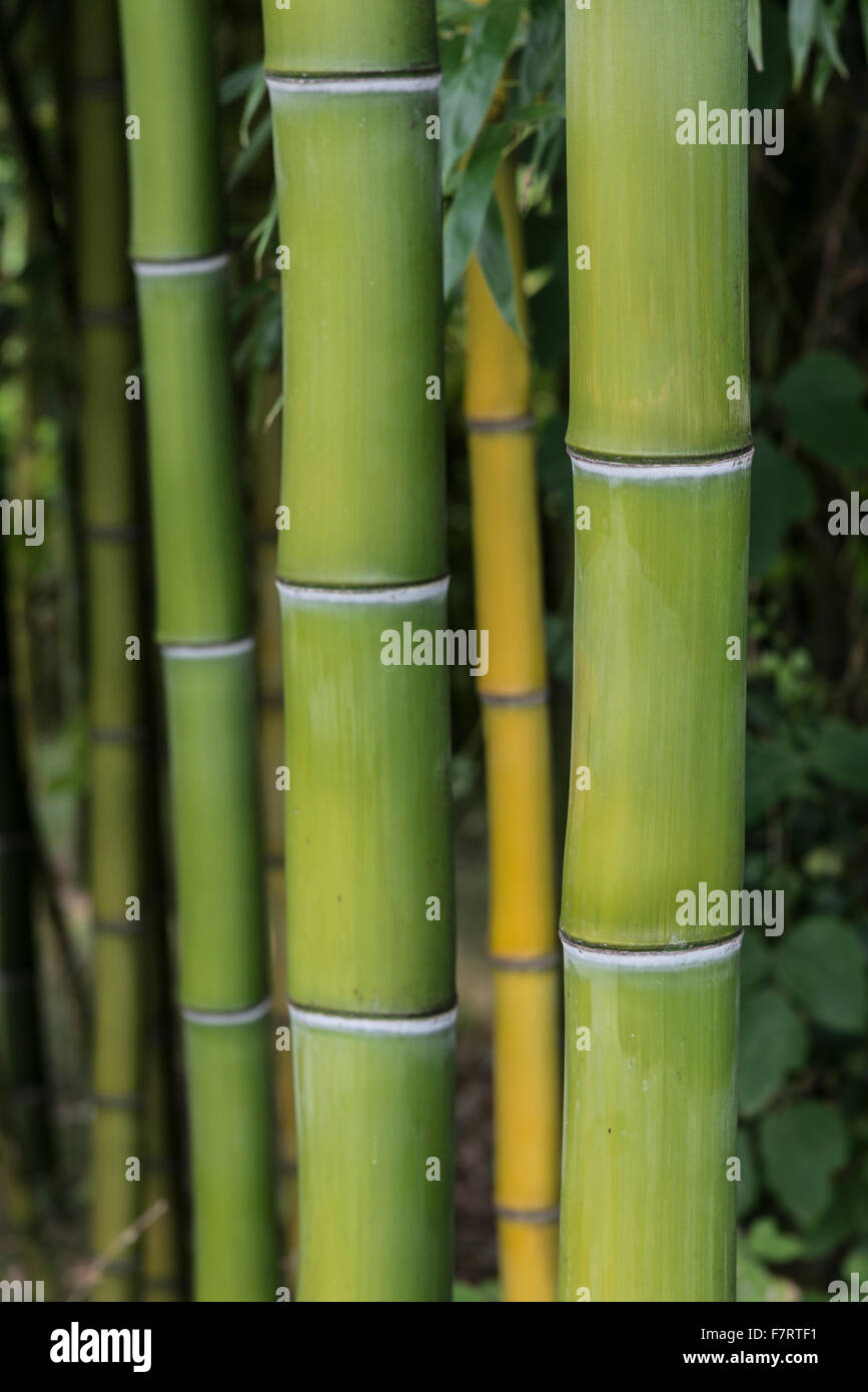 Bamboo vertical hi-res stock photography and images - Alamy