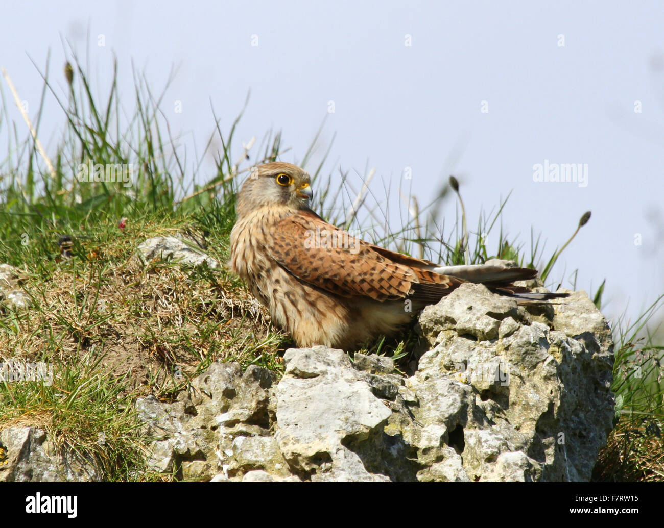 Trow hi-res stock photography and images - Alamy