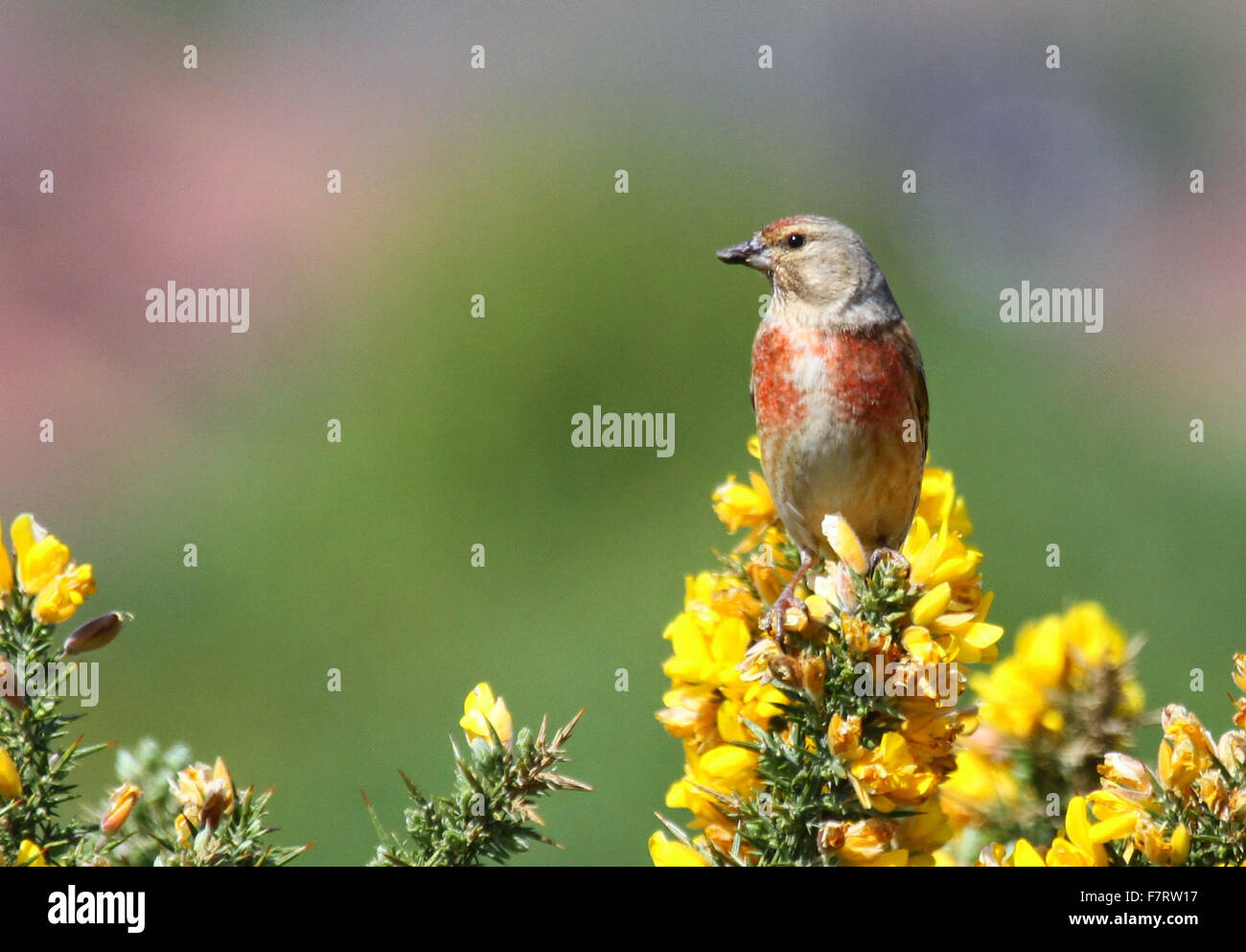 Male linnet uk hi-res stock photography and images - Alamy