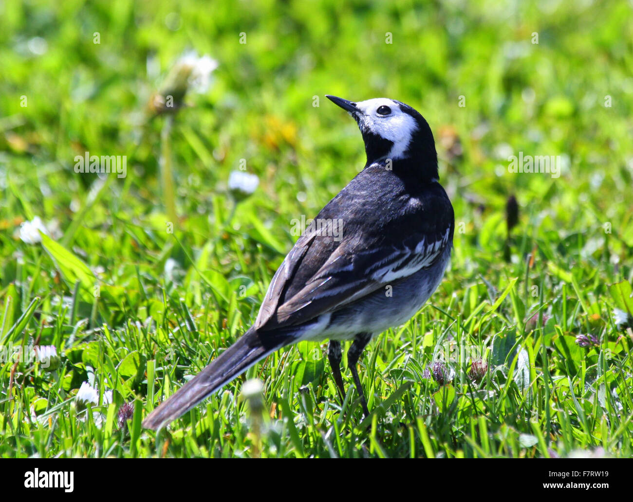 Pied Wagtail on grass Stock Photo - Alamy