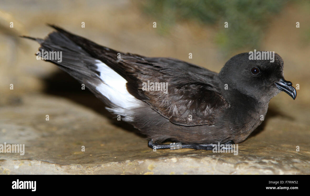 Stormy petrel hi-res stock photography and images - Alamy