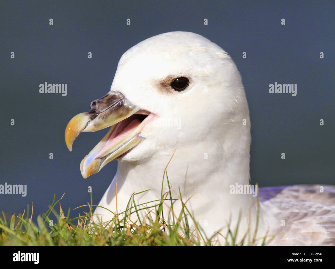 Fulmar, close-up of head showing the nasal tubes on the beak Stock ...