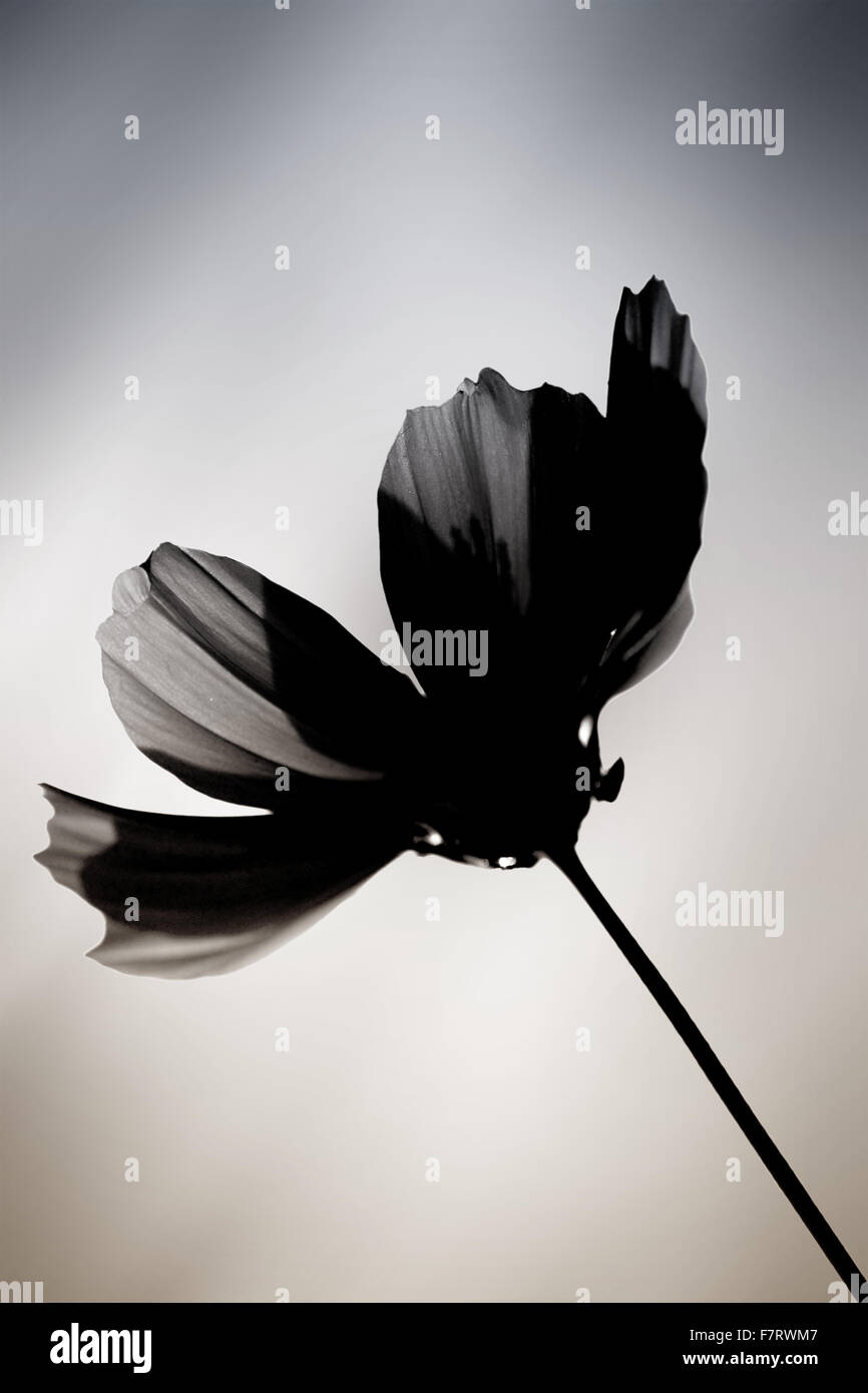 Back view flower art hi-res stock photography and images - Alamy
