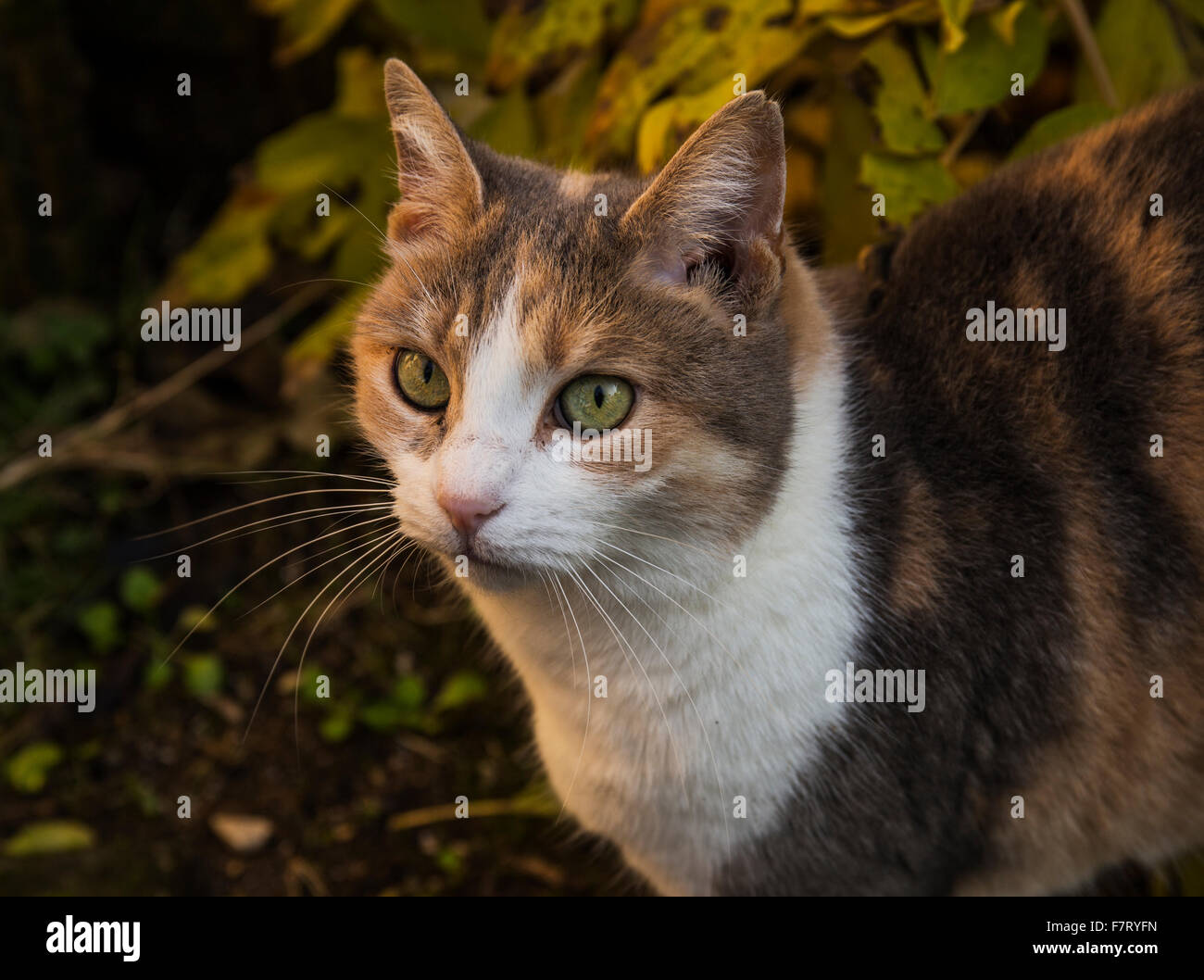 Green emphasis hi-res stock photography and images - Alamy