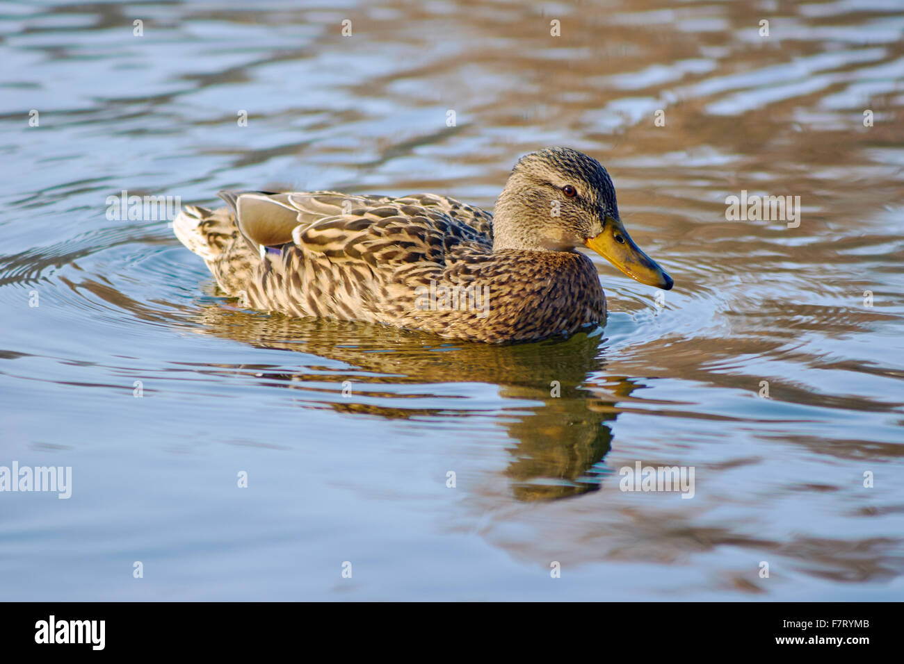 A female mallard duck floating on the pond Stock Photo - Alamy