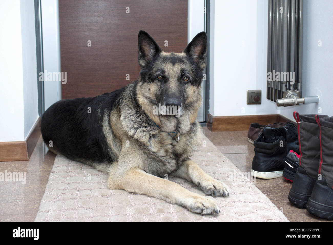 Dog At Home Stock Photo - Alamy