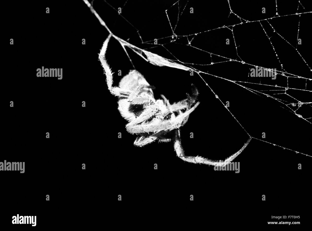 Huntsman spider web Stock Photo - Alamy