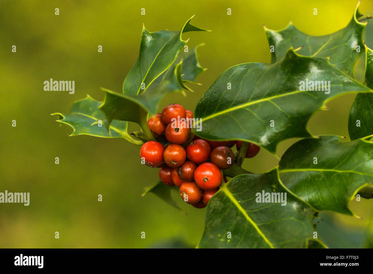 Holly branch with leaves and berries Stock Photo - Alamy