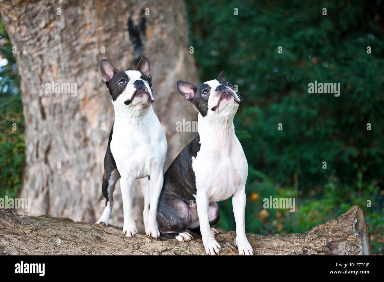 Moondog High Resolution Stock Photography and Images - Alamy