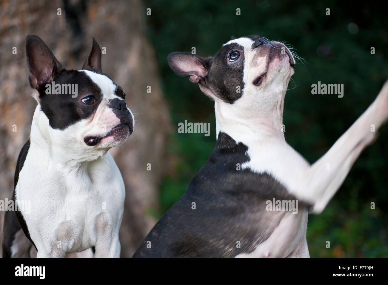 Moondog High Resolution Stock Photography and Images - Alamy