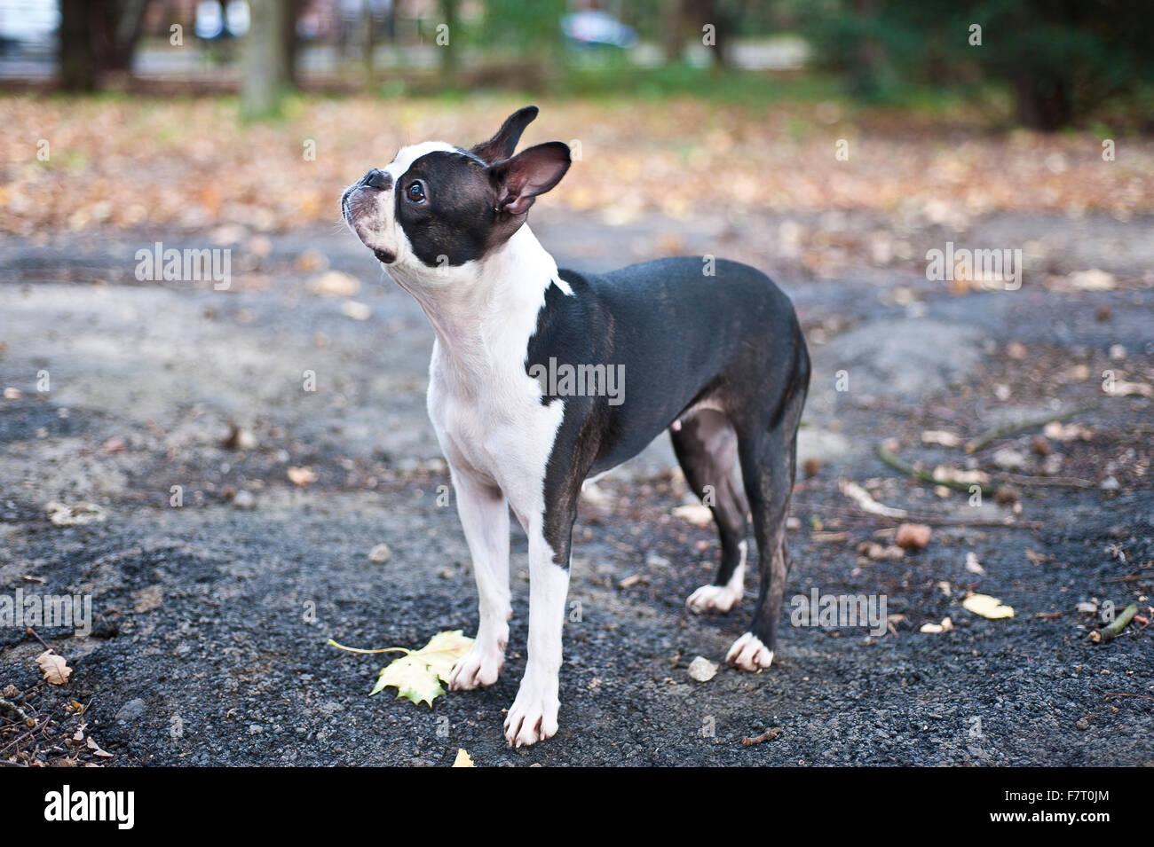 Boston terrier, bicolour dog in park with trees and grass Stock Photo ...