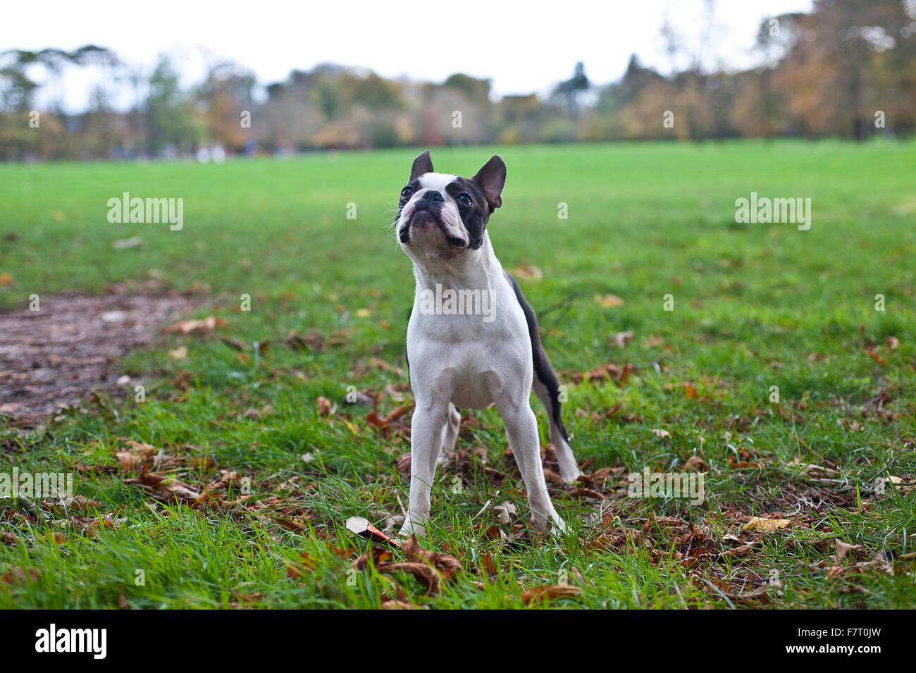 Boston terrier, bicolour dog in park with trees and grass Stock Photo ...