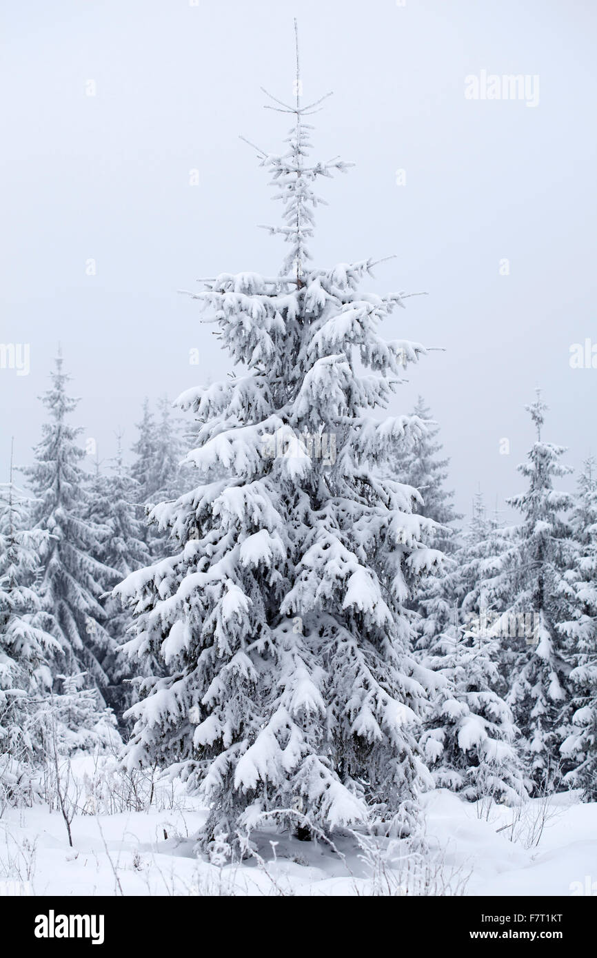 Snow covered pine trees in the mountains Stock Photo - Alamy