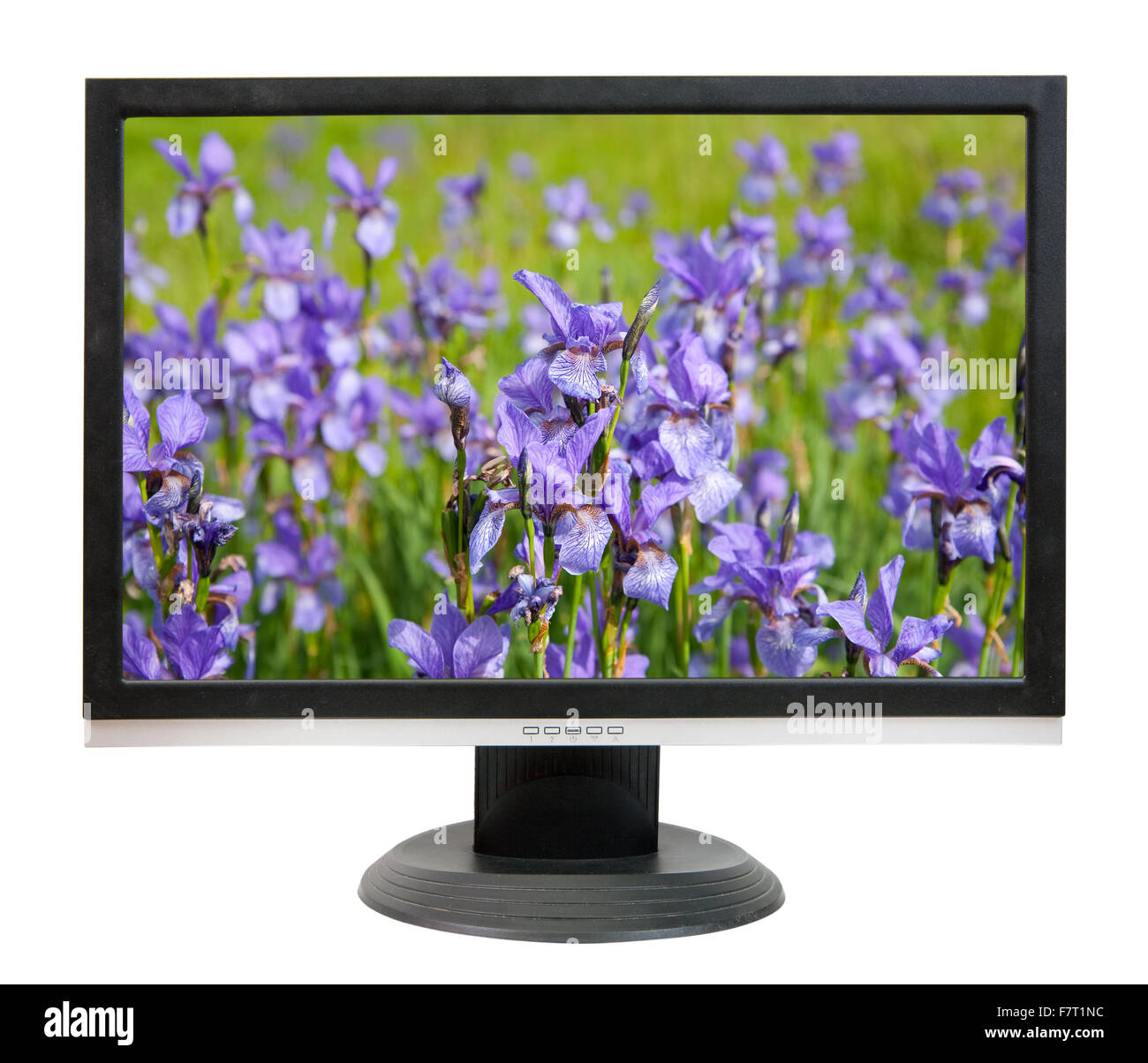 Lcd monitor with iris flowers. On screen my photo Stock Photo - Alamy
