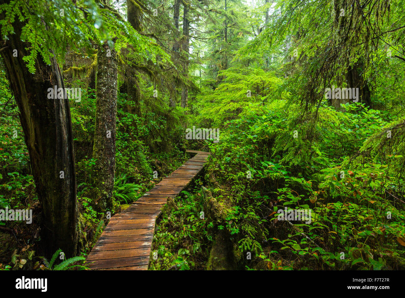 Rainforest, Rainforest Trail Pacific Rim Nationalpark, Vancouver Island ...