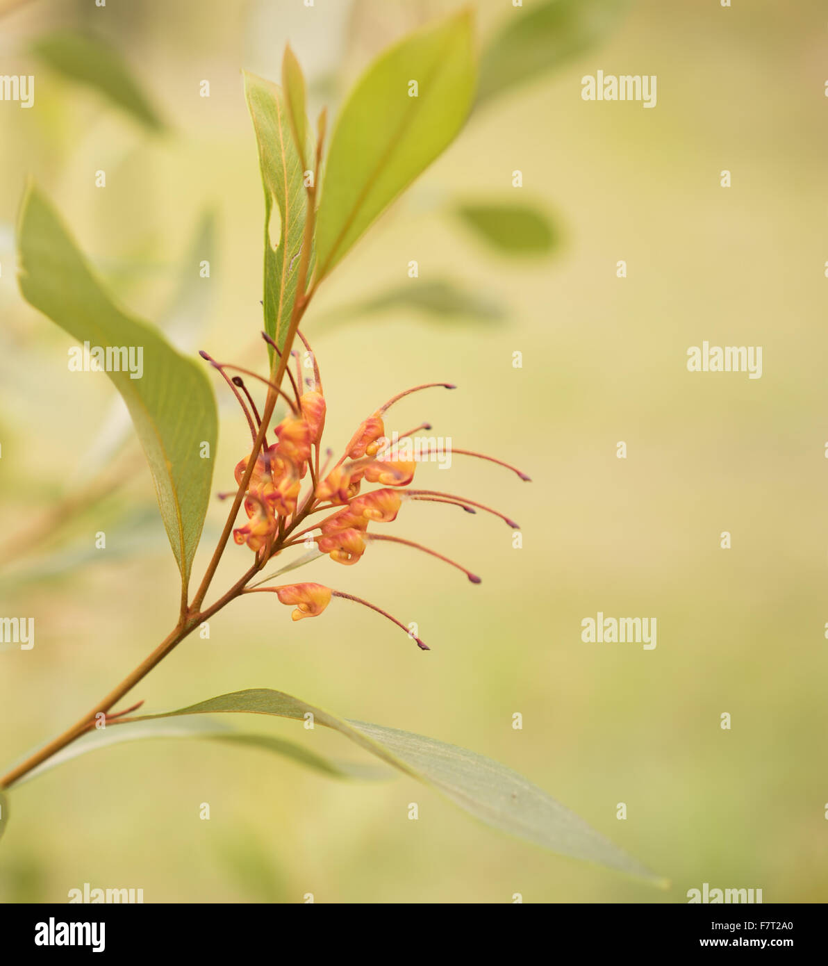 Australian native wildflower Grevillea orange marmalade spider flower ...
