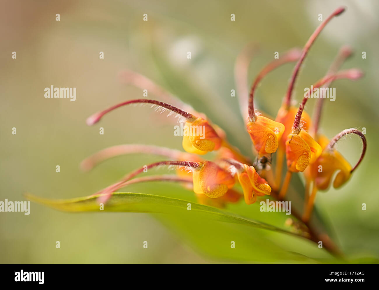 Australian wildflower grevillea flower hi-res stock photography and ...