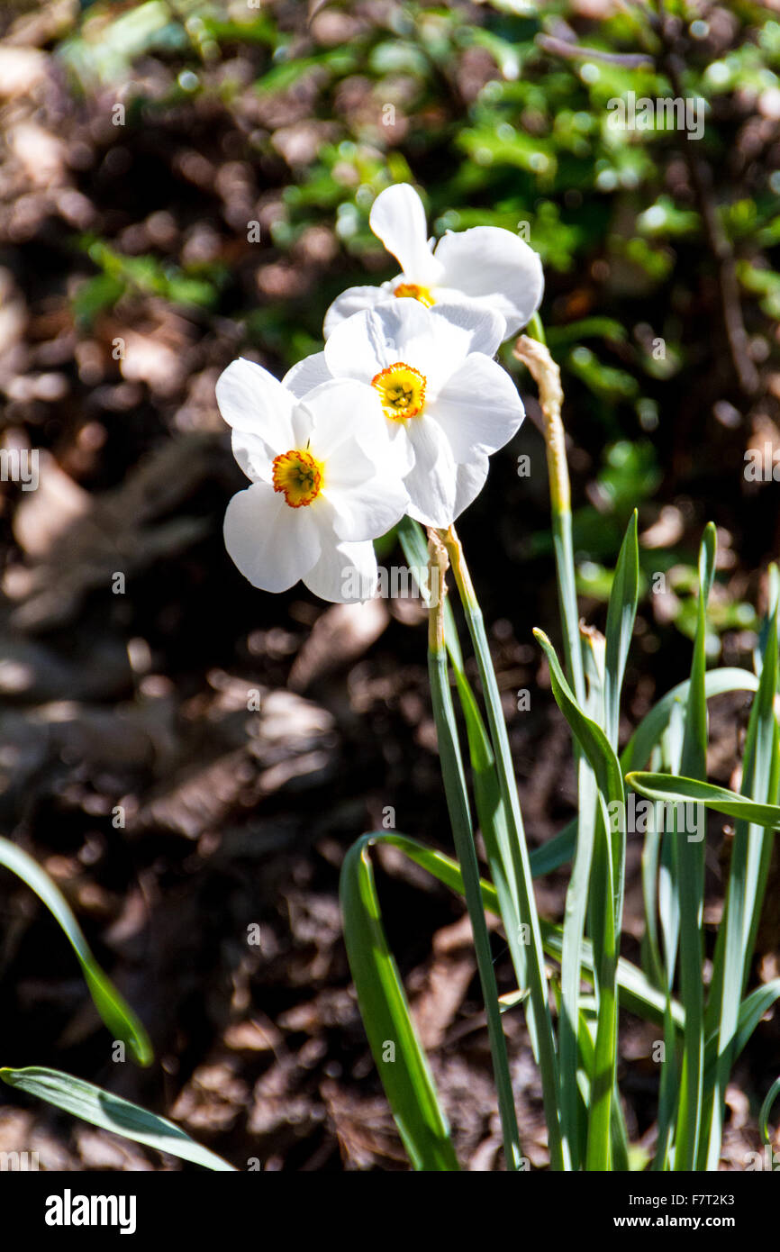 Narcissus and daffodil spring flower Stock Photo - Alamy