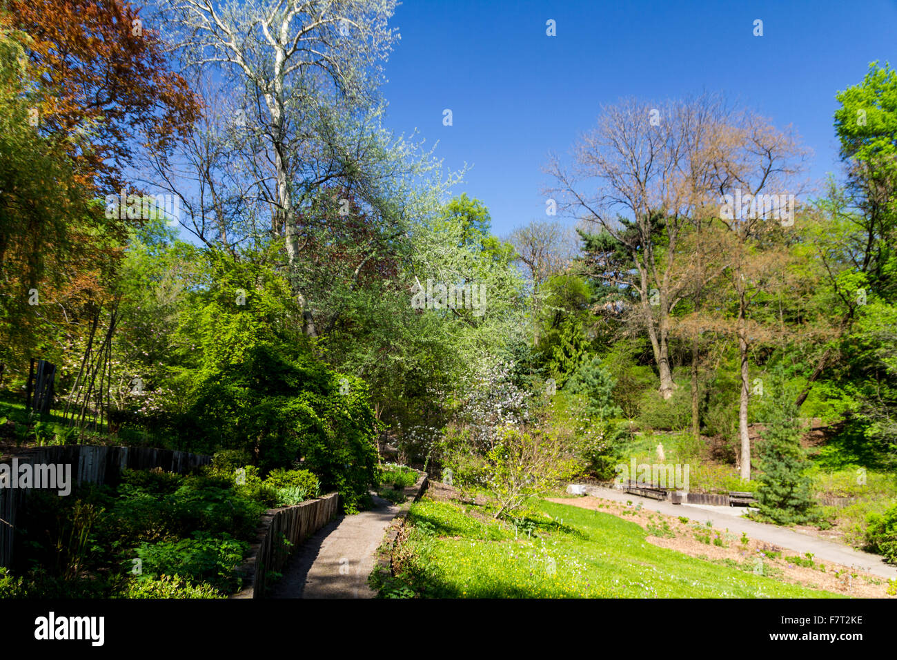 summer park, trees Stock Photo - Alamy