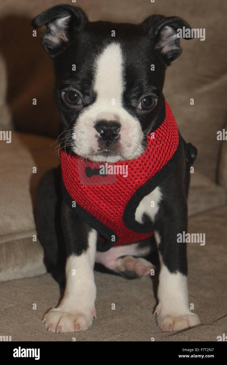 Red boston terrier hi-res stock photography and images - Alamy