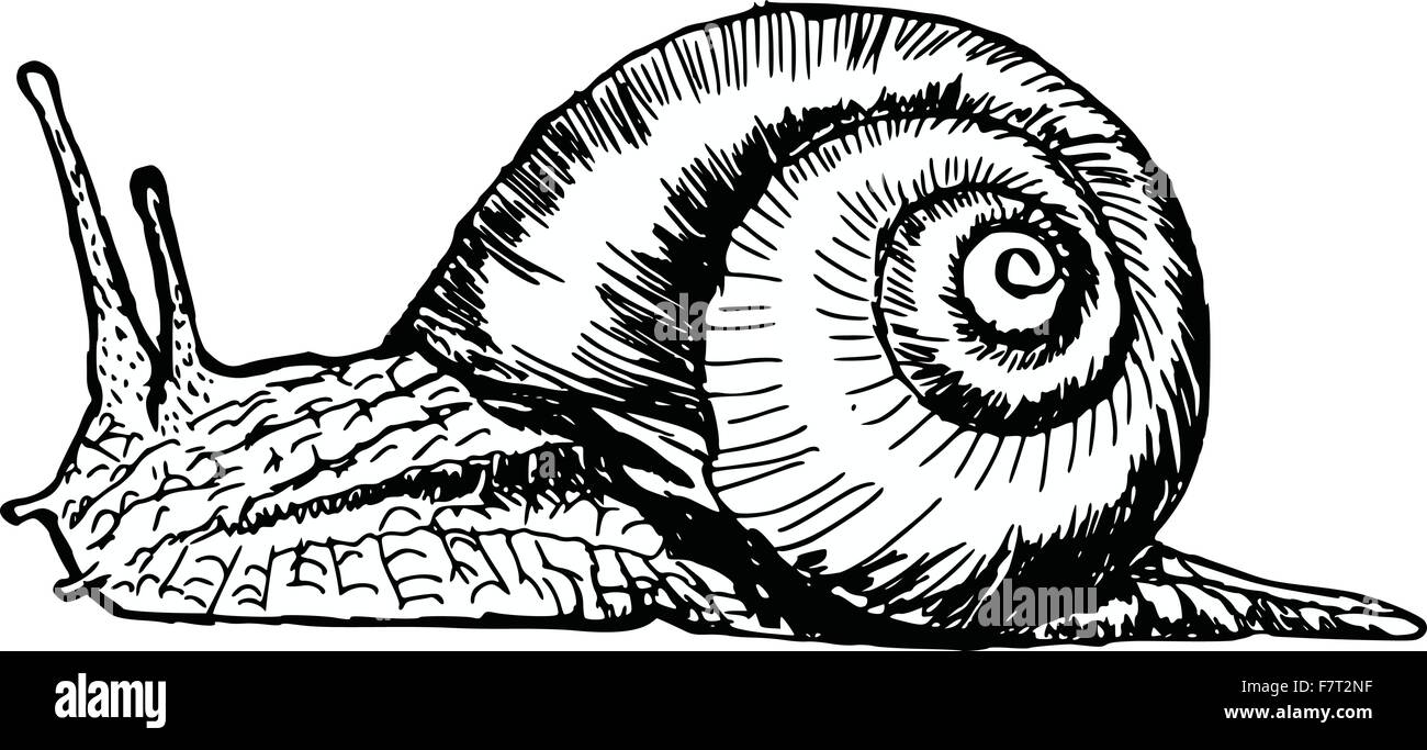 Summer snail illustration vector Stock Vector Images - Alamy