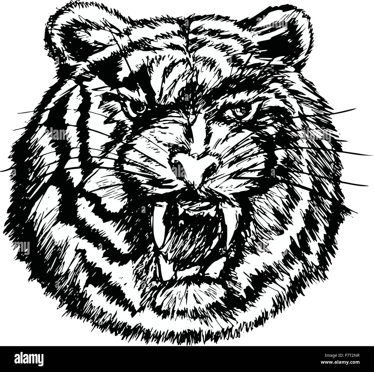 Agressive tiger Stock Vector Images - Alamy