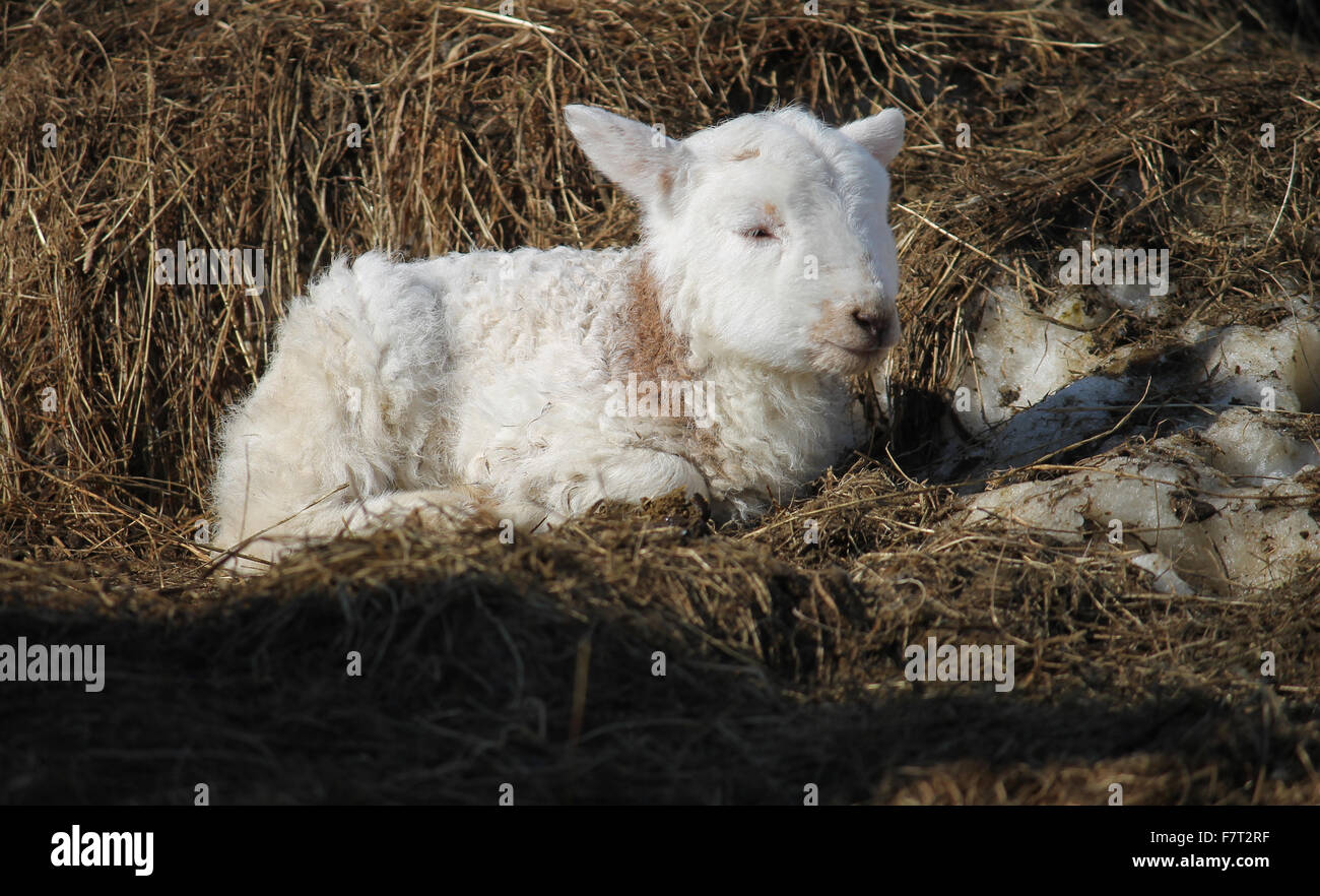 young lamb in March resting in spring sunshine Stock Photo - Alamy