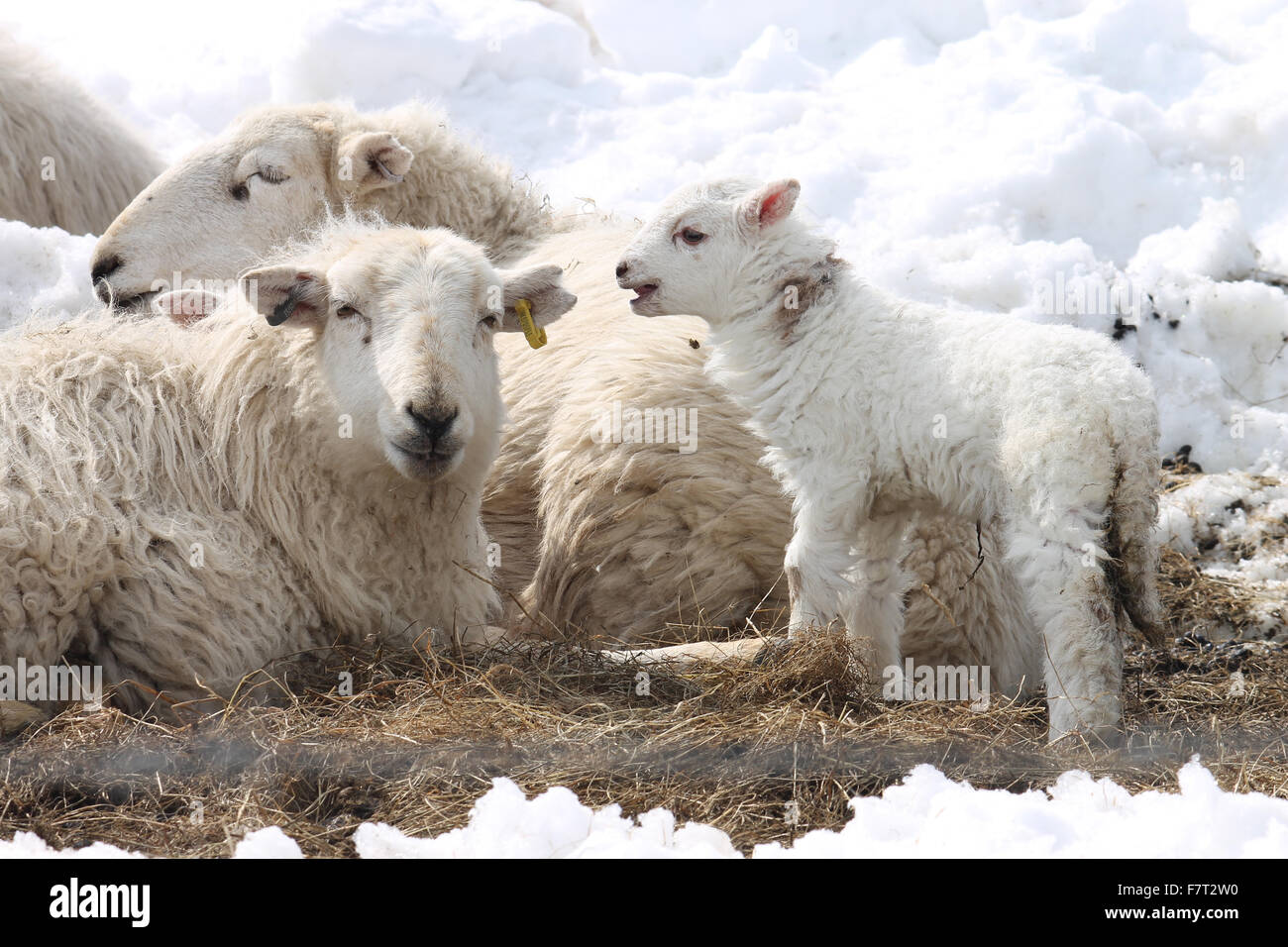 Winter snowfall in March with sheep and young lamb Stock Photo - Alamy