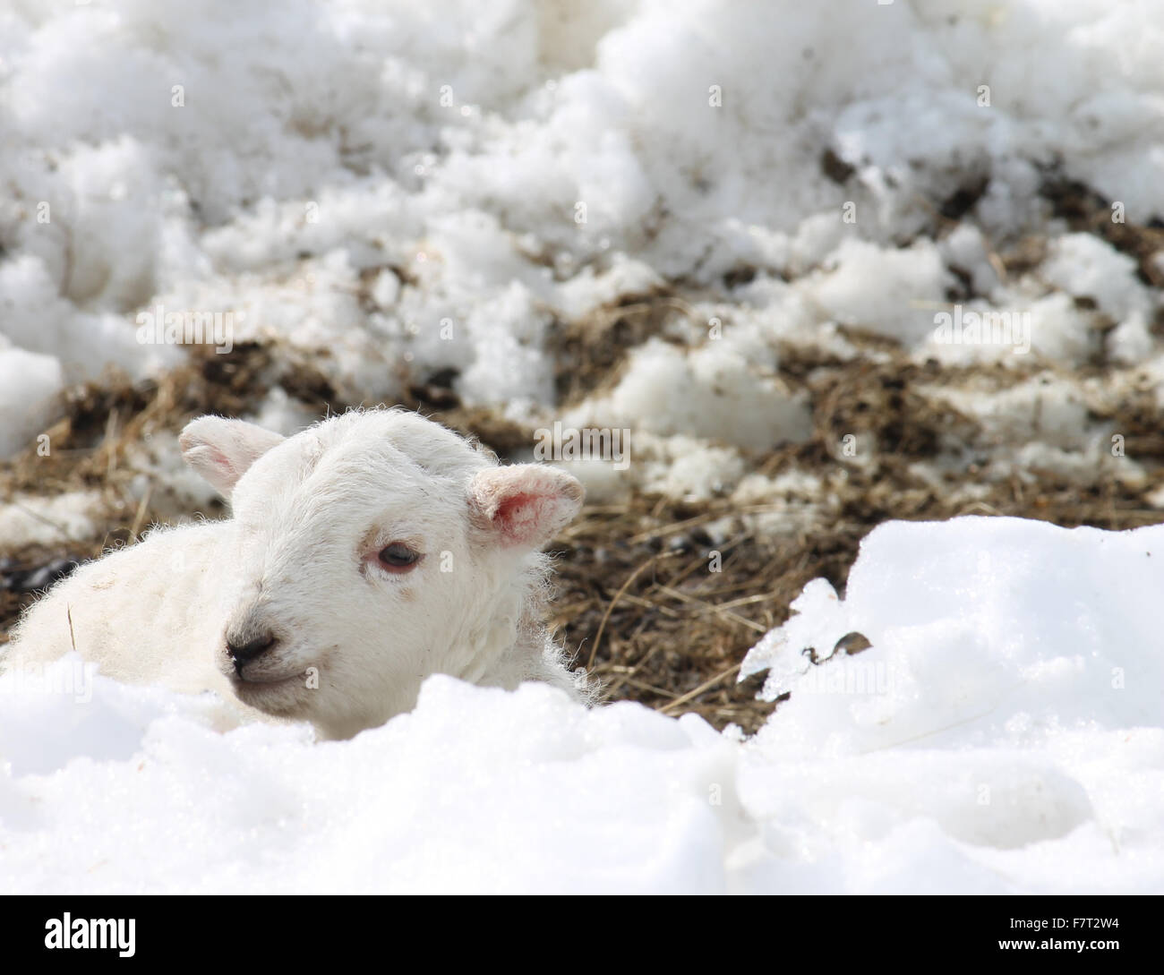 Winter snowfall in March and young lamb Stock Photo - Alamy