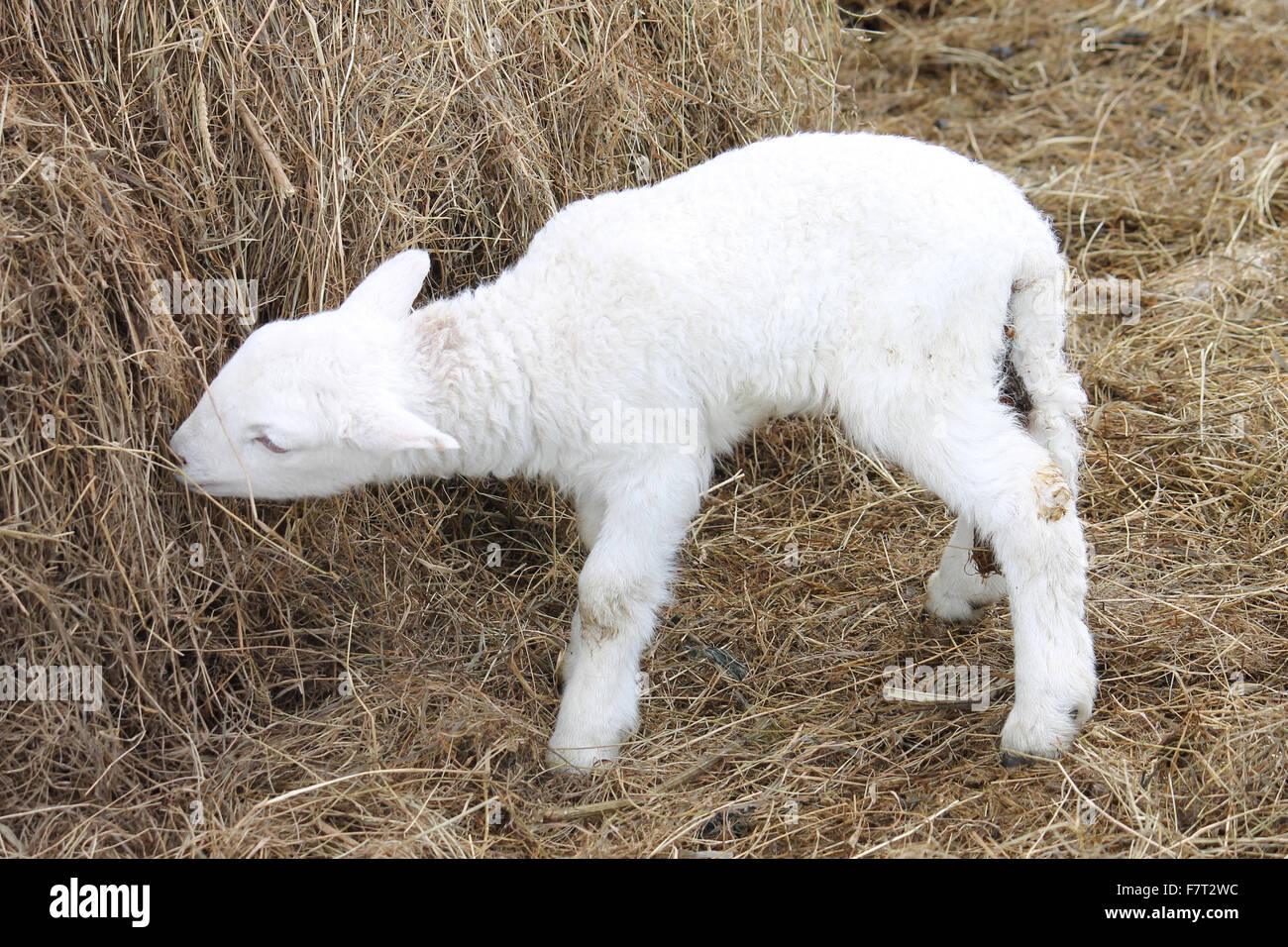 Welsh march farming hi-res stock photography and images - Alamy