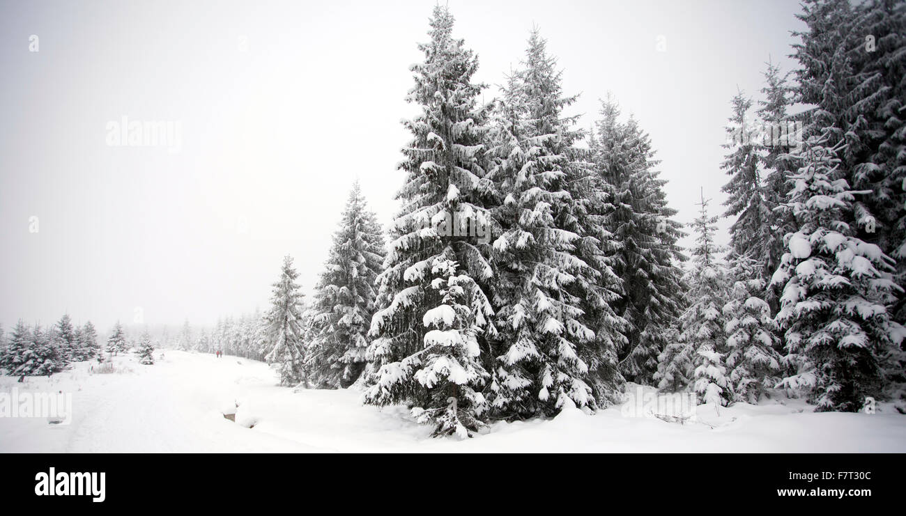Snow covered pine trees in the mountains Stock Photo - Alamy
