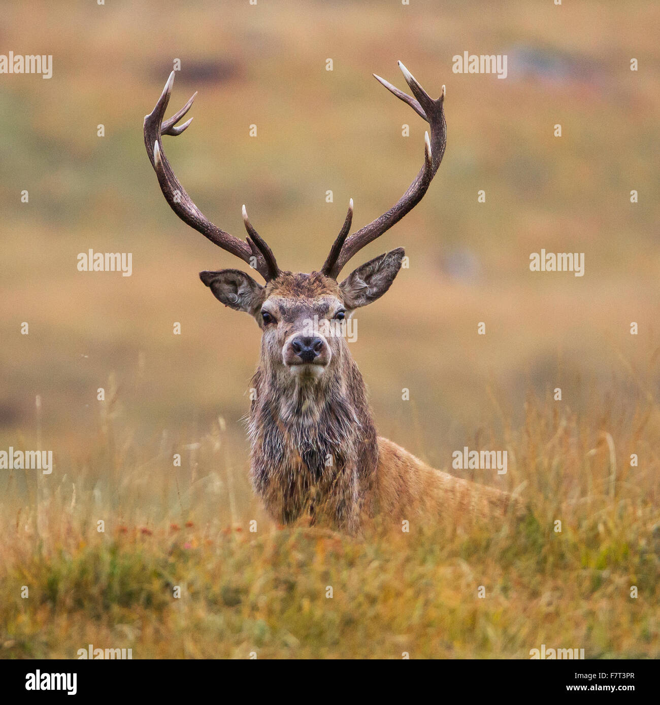 a red deer stag Stock Photo - Alamy