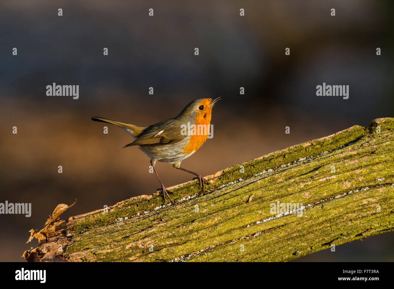 a robin on a log Stock Photo - Alamy