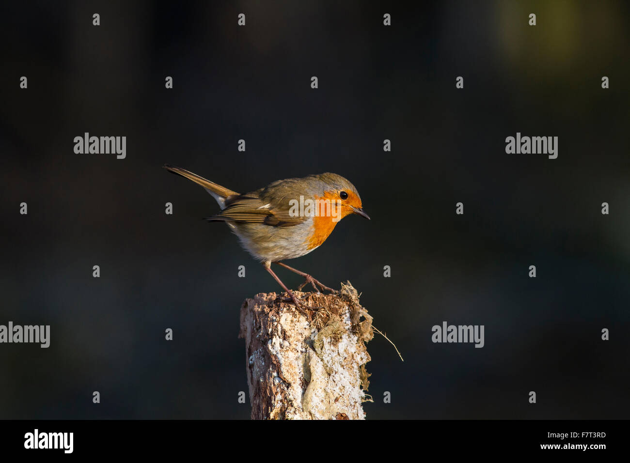 a robin on a stump Stock Photo - Alamy