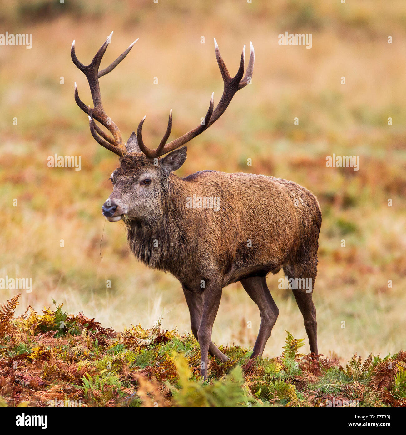 a red deer stag Stock Photo - Alamy