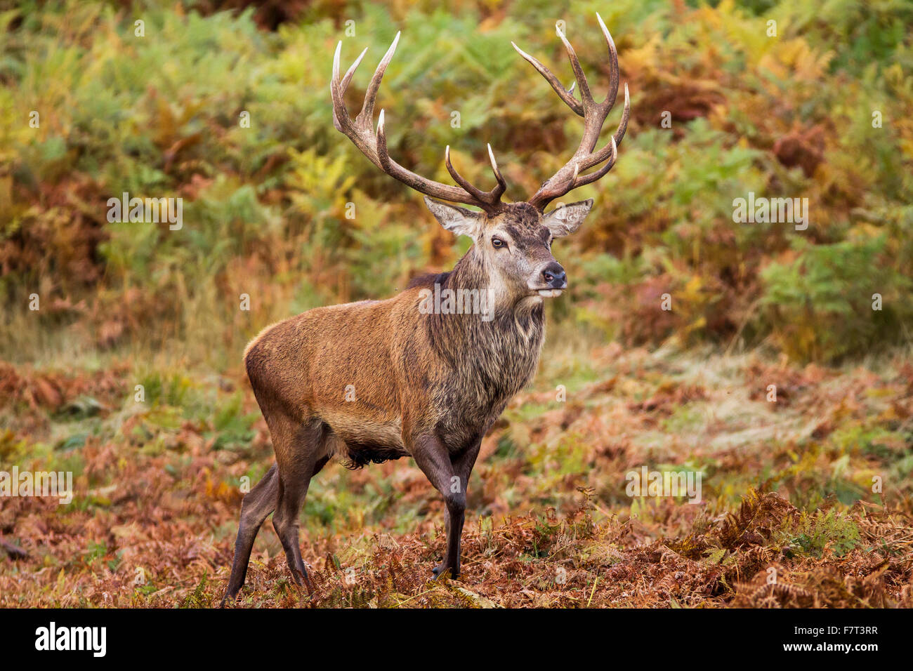 a red deer stag Stock Photo - Alamy
