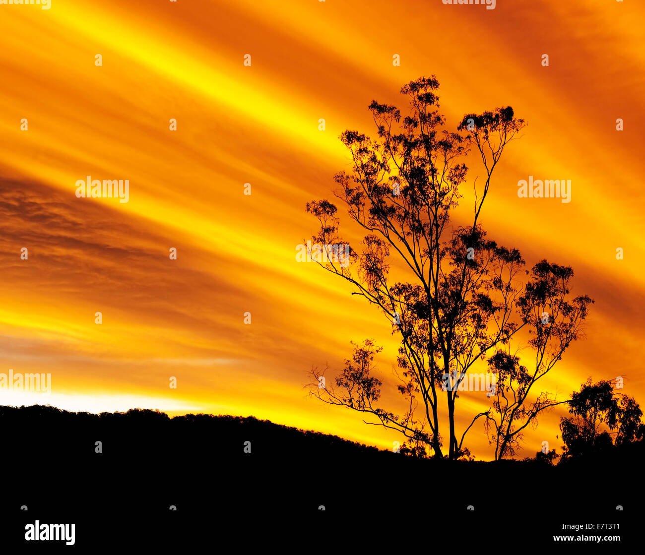 Sunset and gum tree hi-res stock photography and images - Alamy