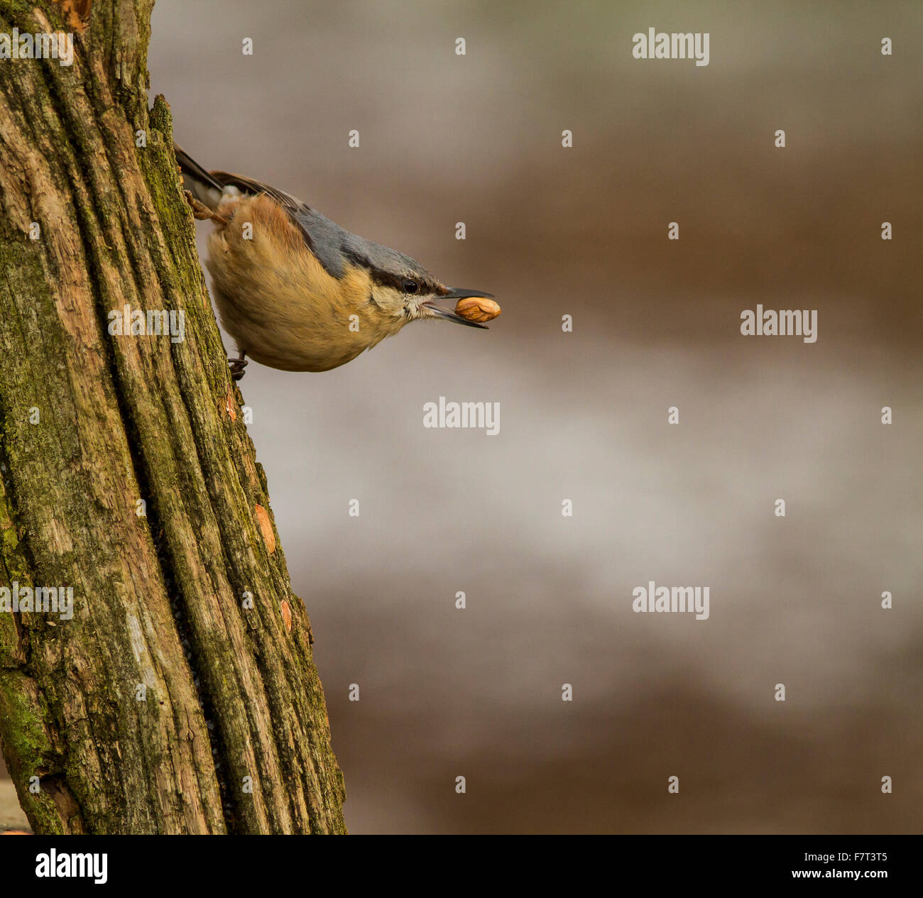 Nuthatch climb hi-res stock photography and images - Alamy