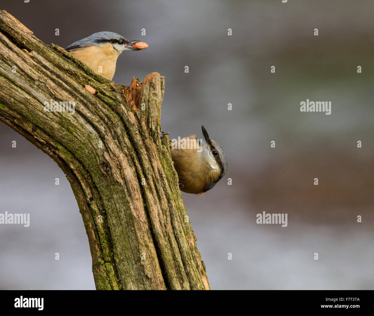 Nuthatch climb hi-res stock photography and images - Alamy