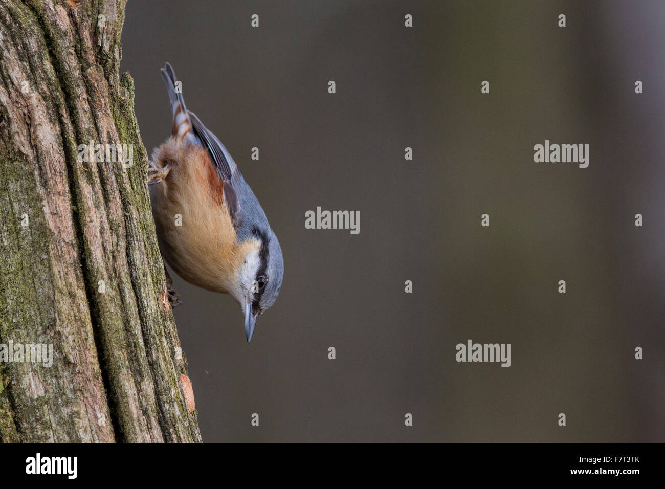 Nuthatch climb hi-res stock photography and images - Alamy