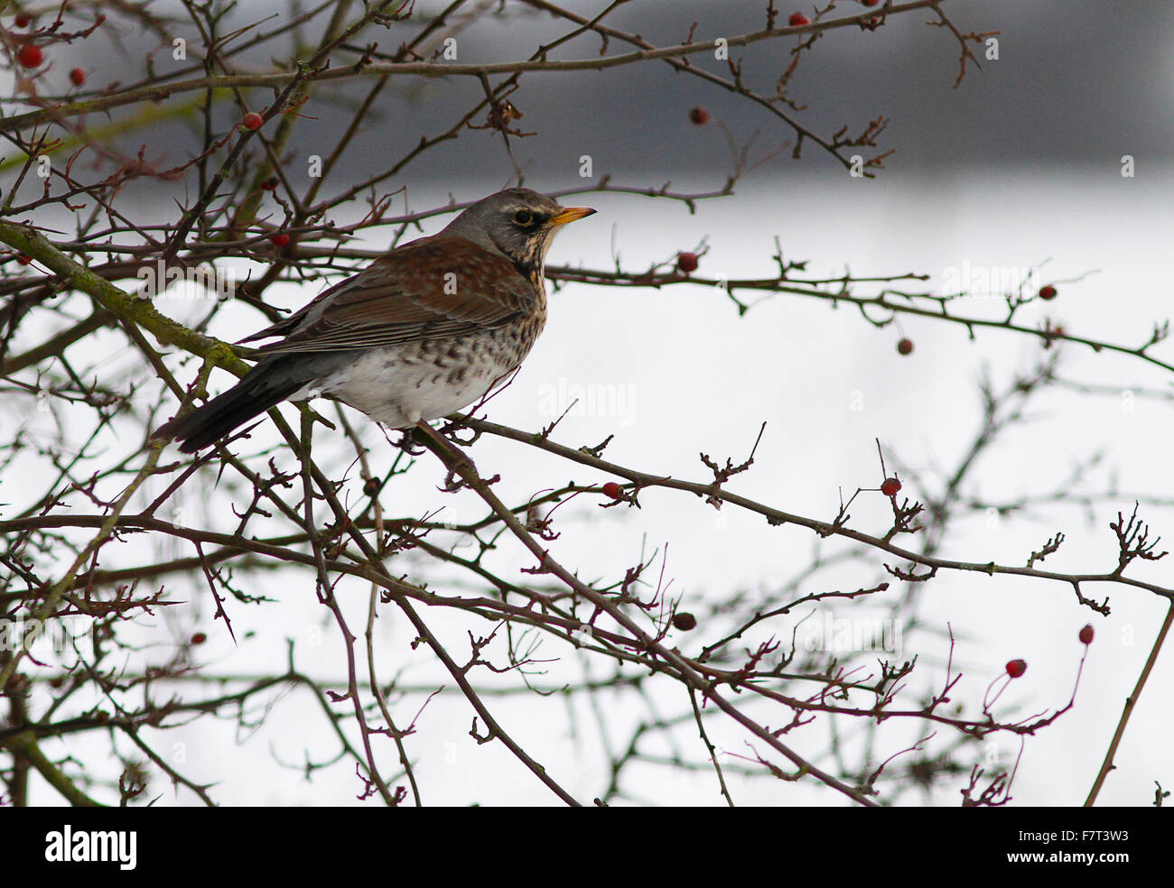 Fieldfare wildlife hi-res stock photography and images - Alamy