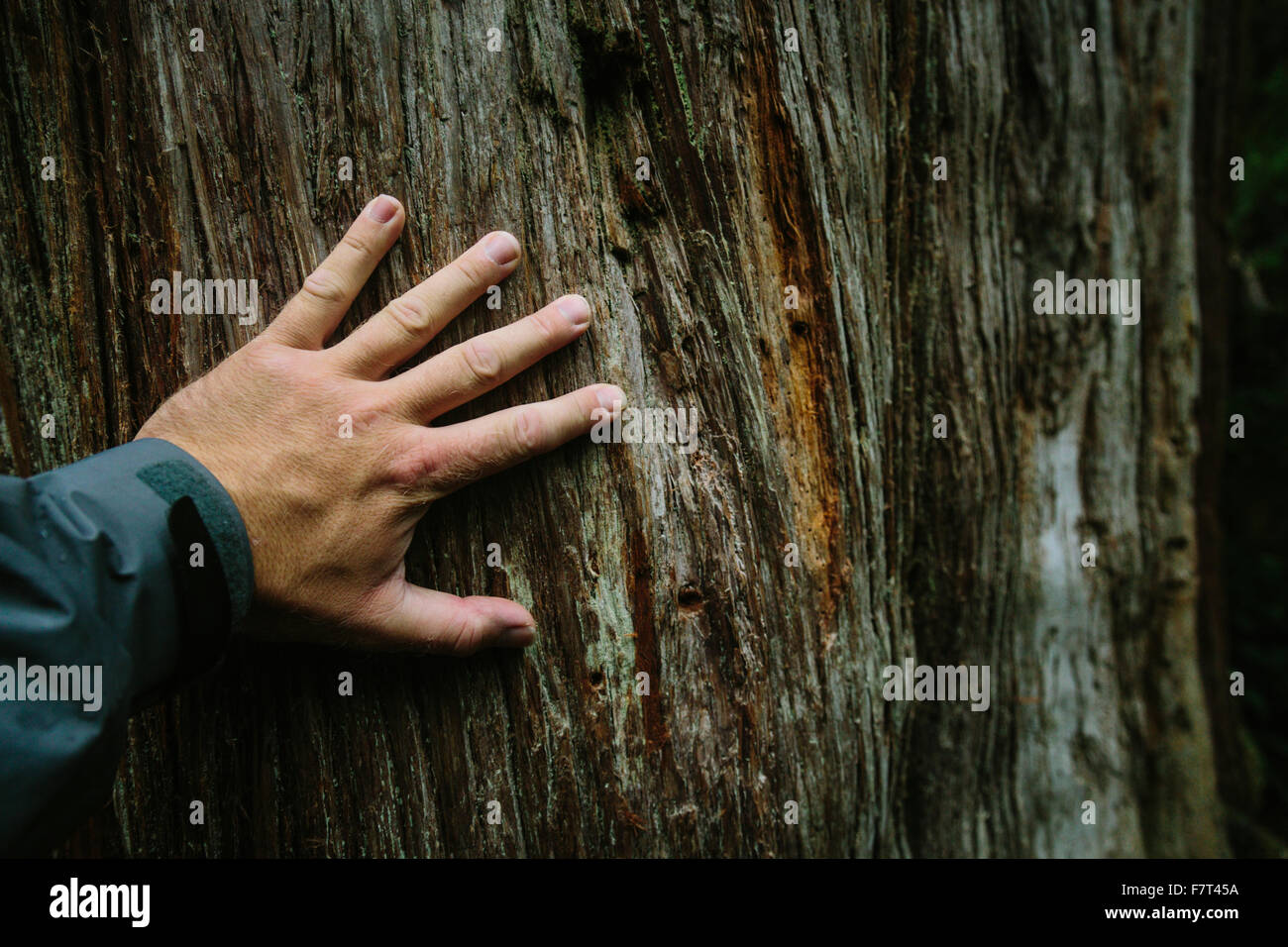 Hand on a tree, Rainforest, Rainforest Trail Pacific Rim Nationalpark ...