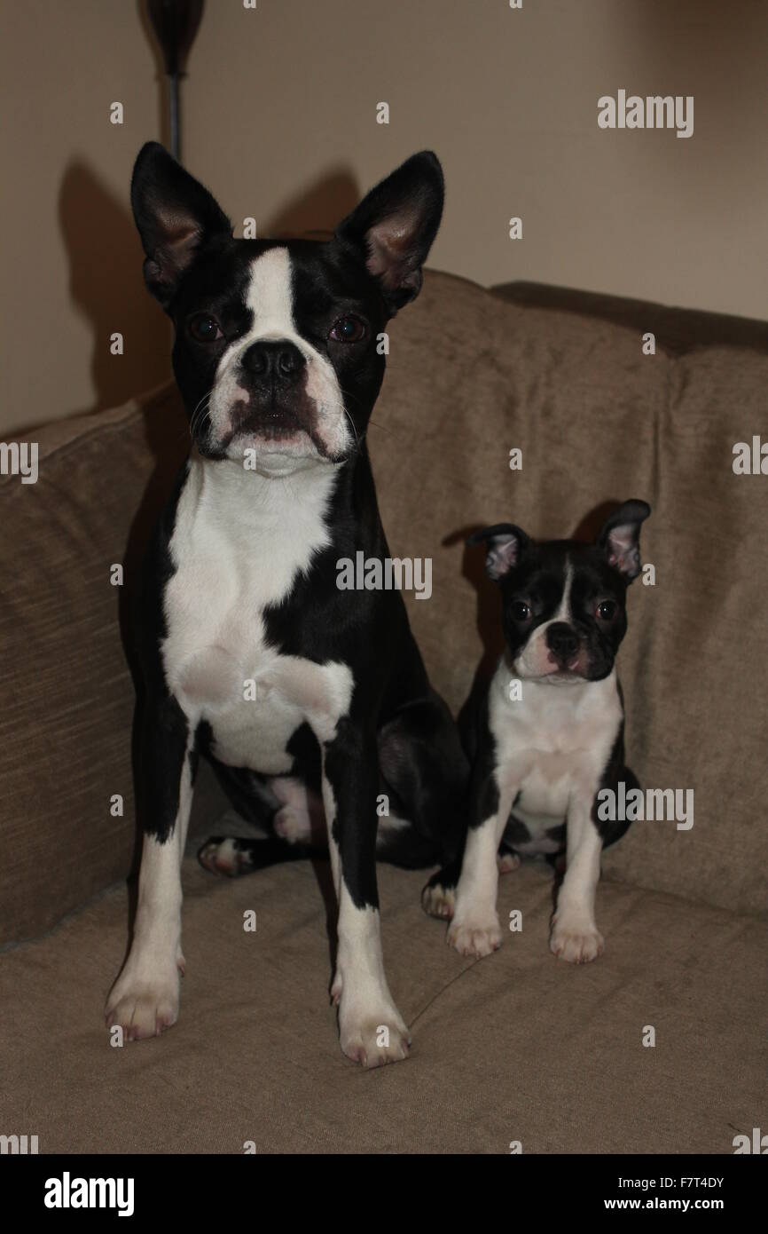 Adorable terriers hi-res stock photography and images - Alamy