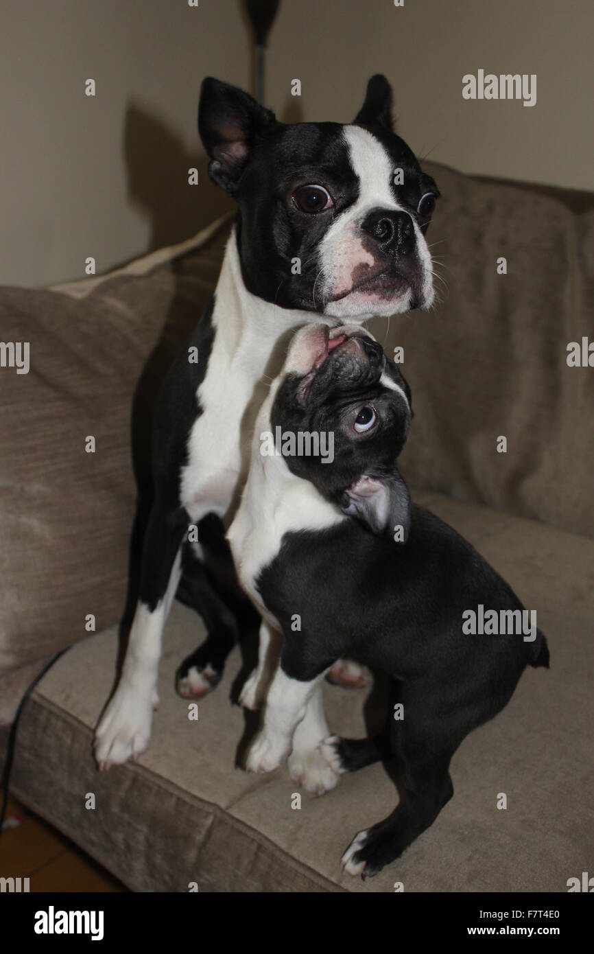 Adorable terriers hi-res stock photography and images - Alamy