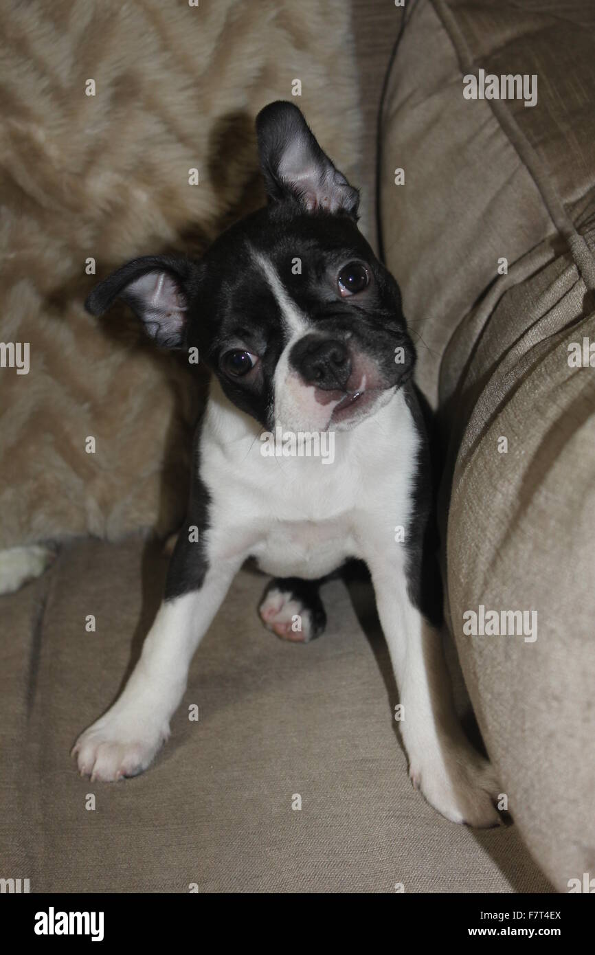 Head boston terrier hi-res stock photography and images - Alamy