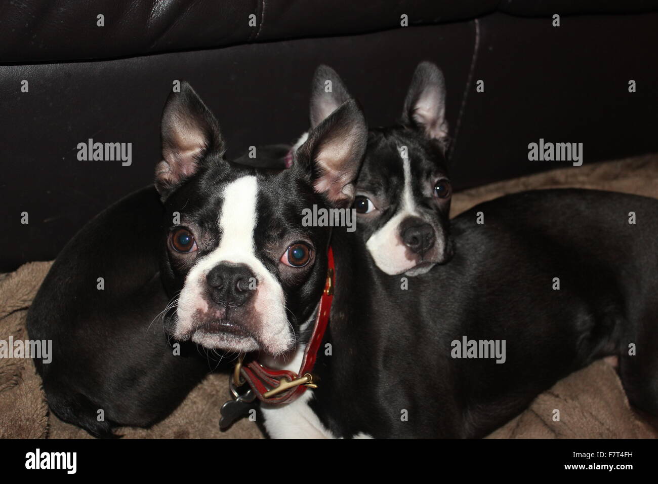 Boston animals hi-res stock photography and images - Alamy