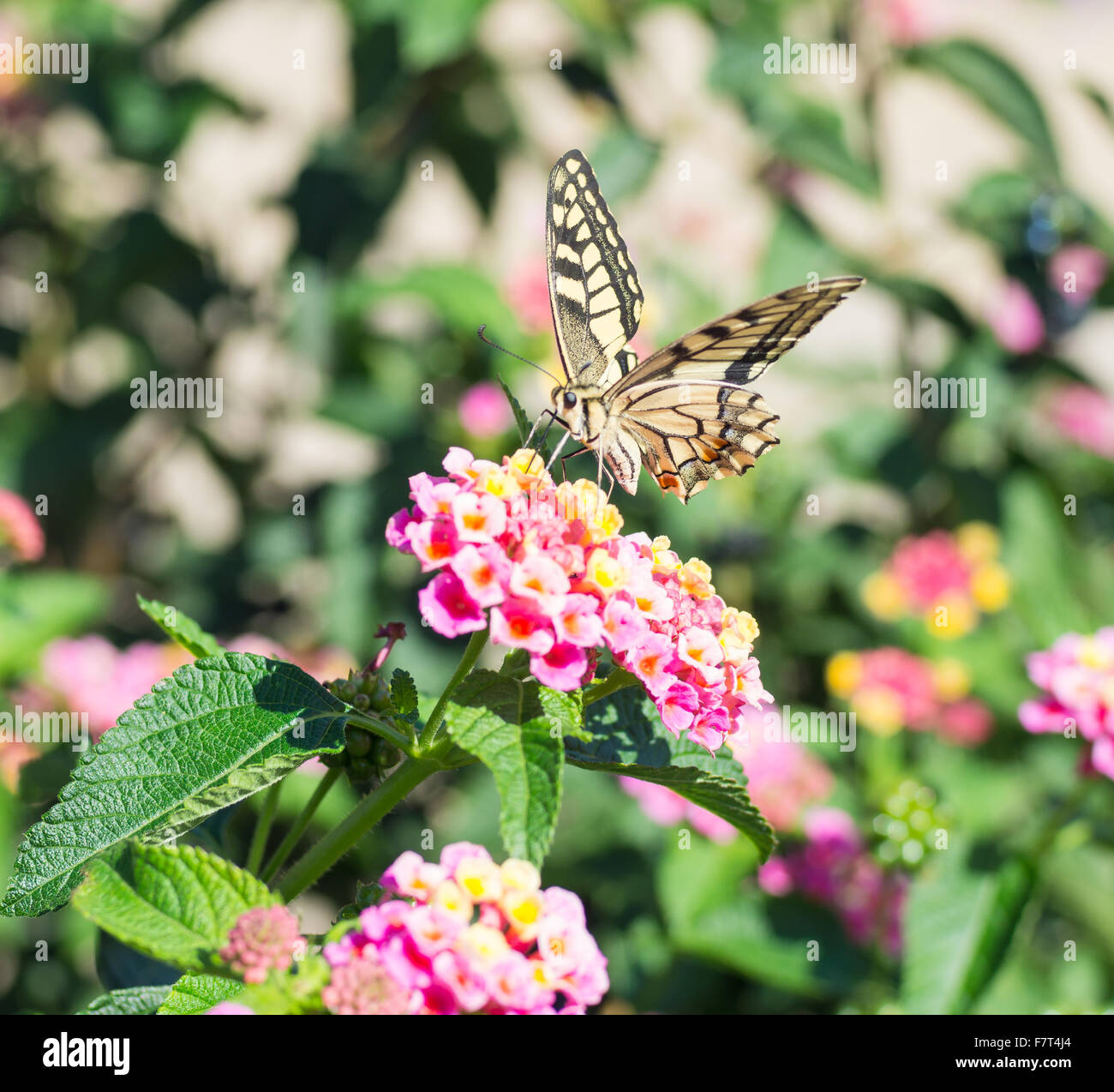 Papilio machaon Butterfly. Specimen of Papilio machaon Butterfly ...